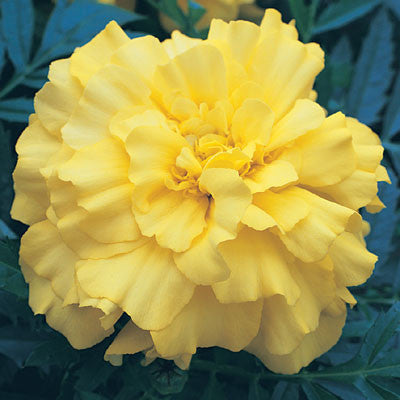 Marigold Zenith Lemon Yellow F1 Seed – Harris Seeds