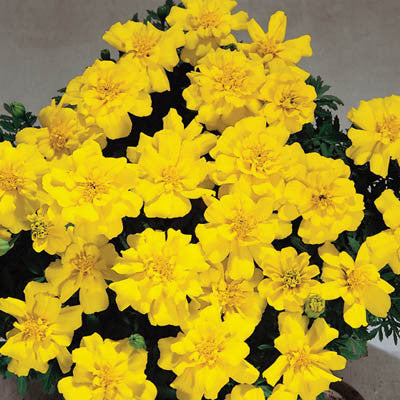 Marigold Safari Yellow Seed – Harris Seeds