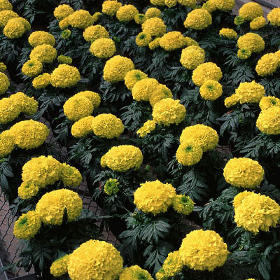 Marigold Antigua Yellow F1 Seed – Harris Seeds