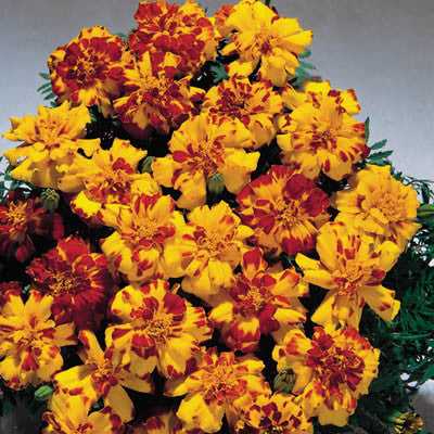Marigold Safari Bolero Seed – Harris Seeds