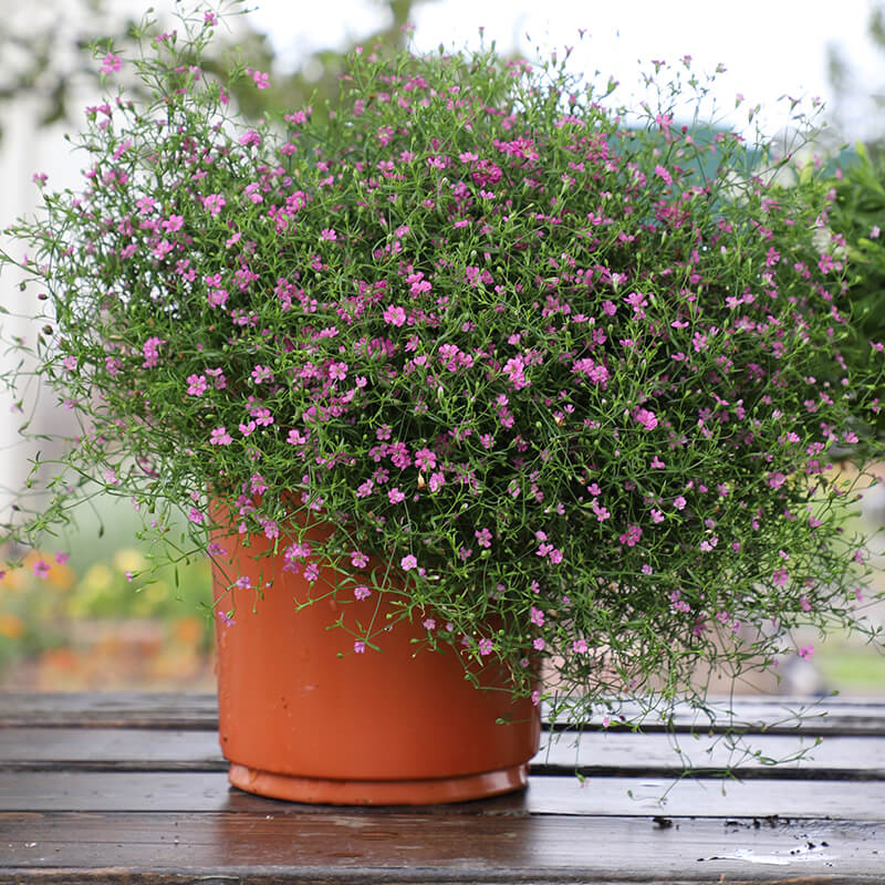 Gypsophila Gypsy Deep Rose Seed – Harris Seeds