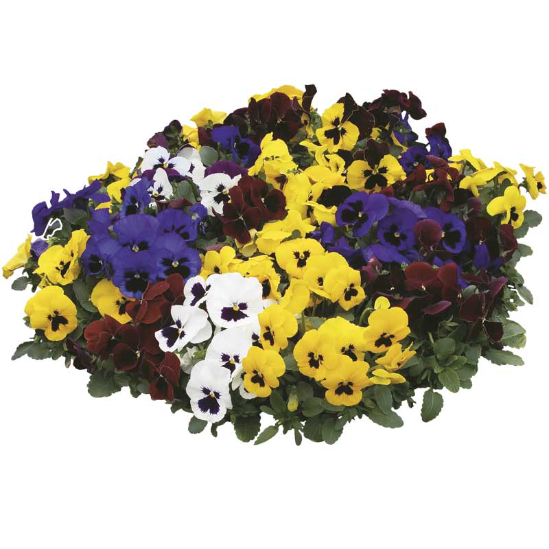 Pansy Delta Premium Blotch Mix F1 Seed – Harris Seeds
