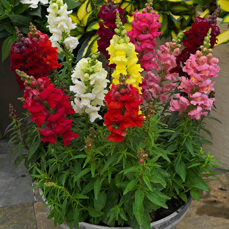 Snapdragon Sonnet Mix F1 Seed – Harris Seeds
