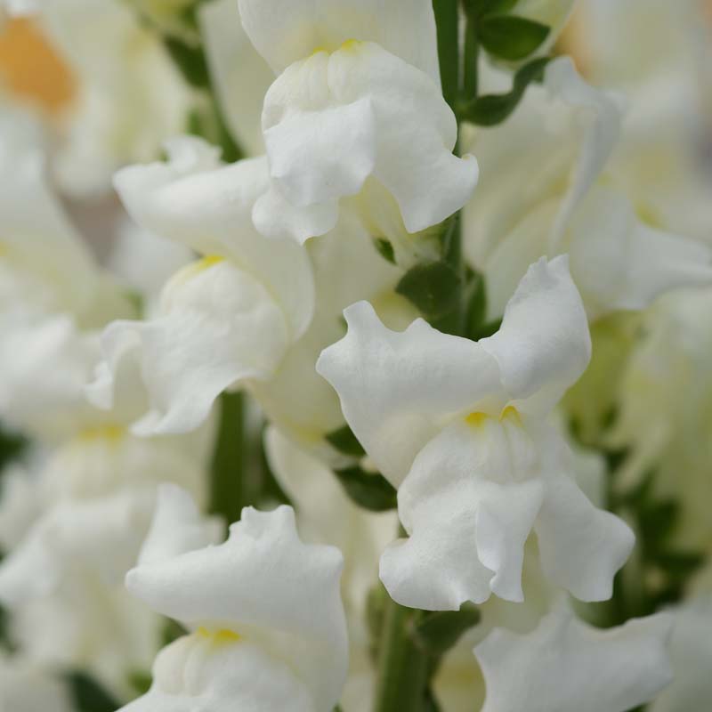 White Snapdragon Bouquet Snapdragons White | Flowers Direct