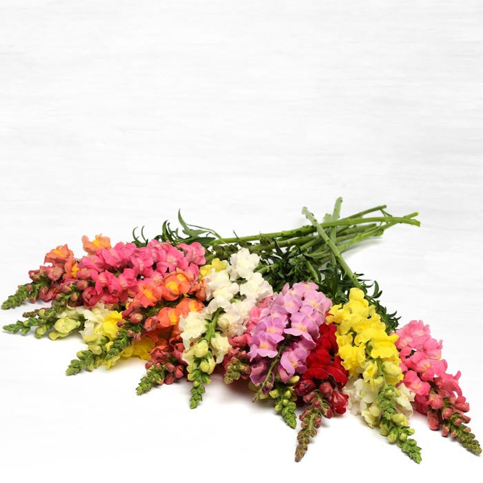 Snapdragon Rocket Mix F1 Seed – Harris Seeds