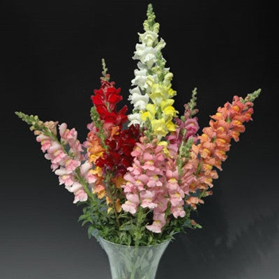 Snapdragon Rocket Mix F1 Seed – Harris Seeds