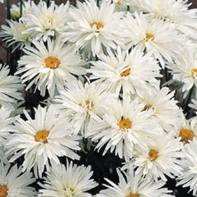 Leucanthemum Crazy Daisy Seed – Harris Seeds