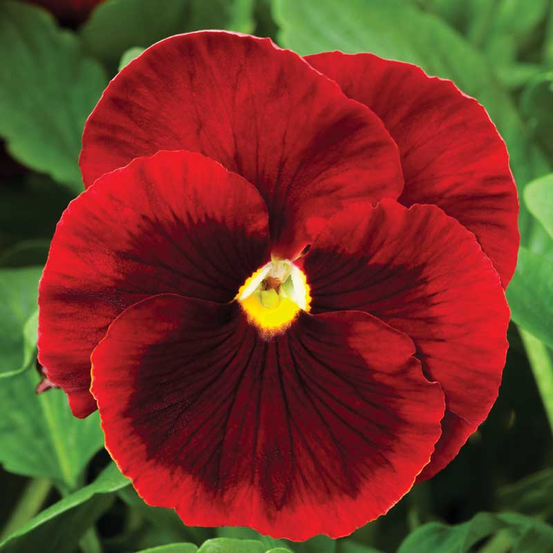 Red Pansy Flower
