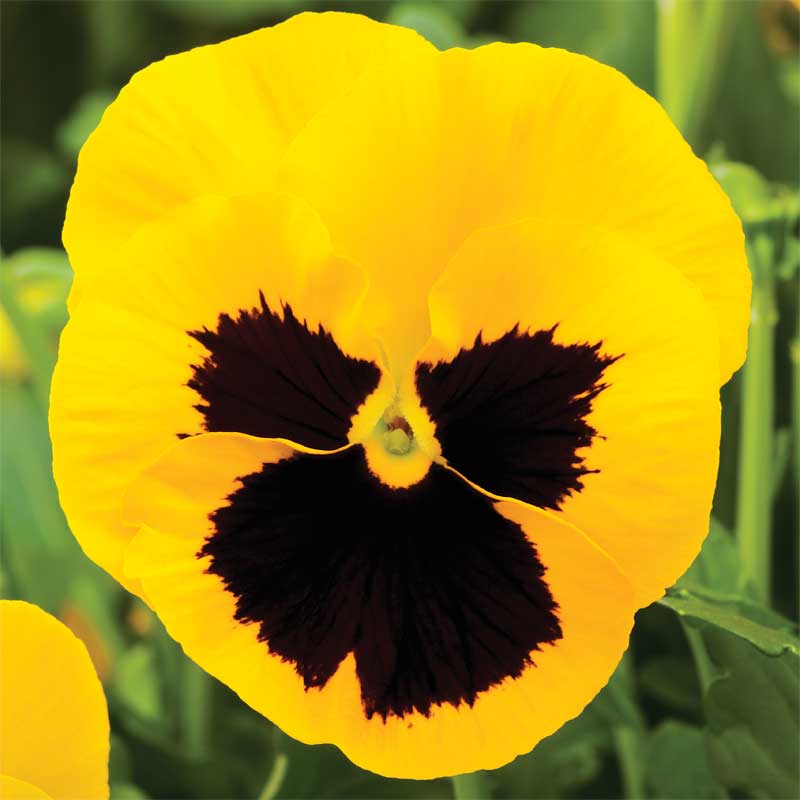 Pansy Delta Premium Yellow Blotch F1 Seed – Harris Seeds