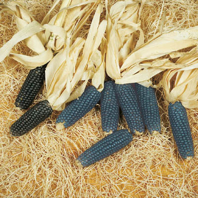 Ornamental Corn Mini Blue Popcorn Seed – Harris Seeds
