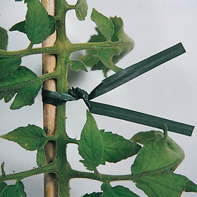 Twistems 8" – Harris Seeds