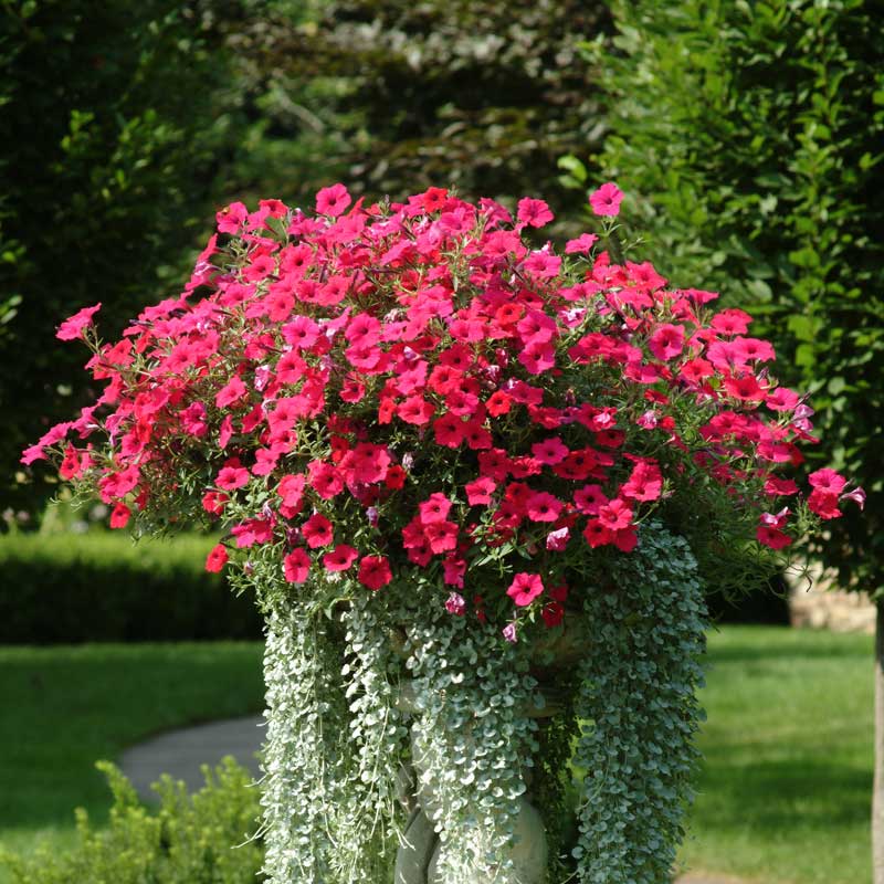 Petunia Tidal Wave Cherry F1 Seed – Harris Seeds