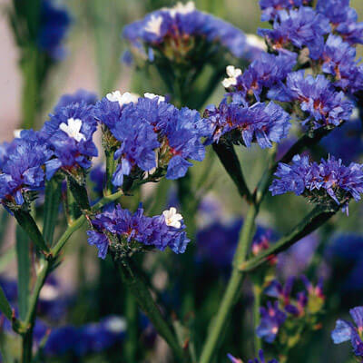 Statice Flower Plants