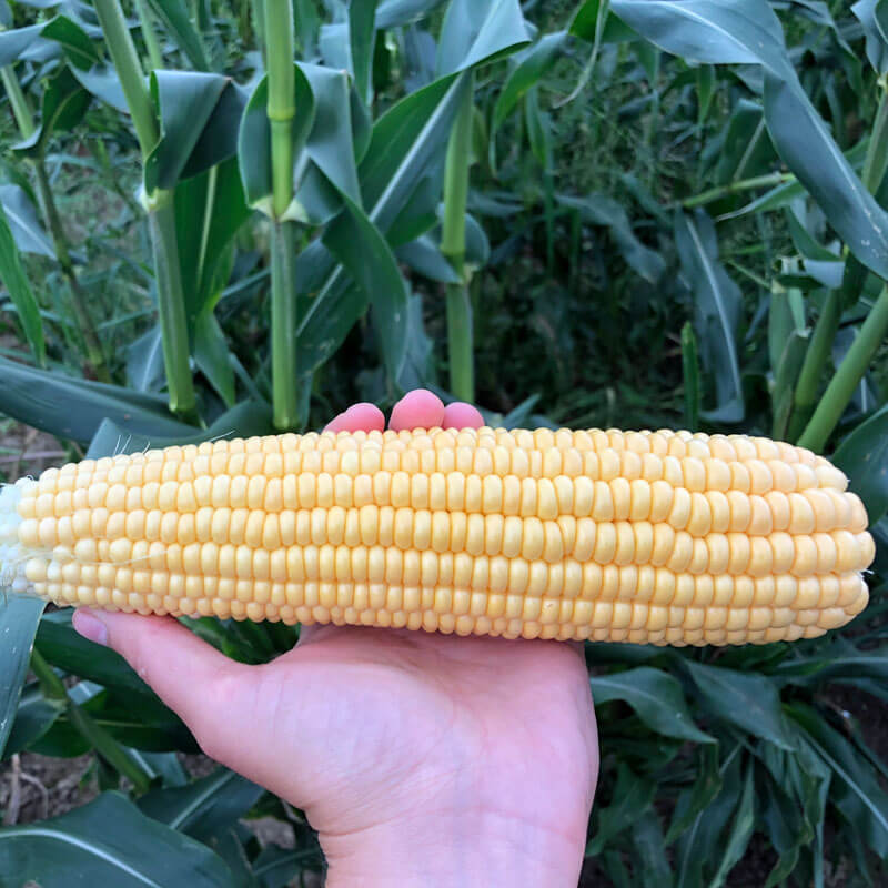 Sweet Corn Illini Xtra-Sweet F1 Seed – Harris Seeds