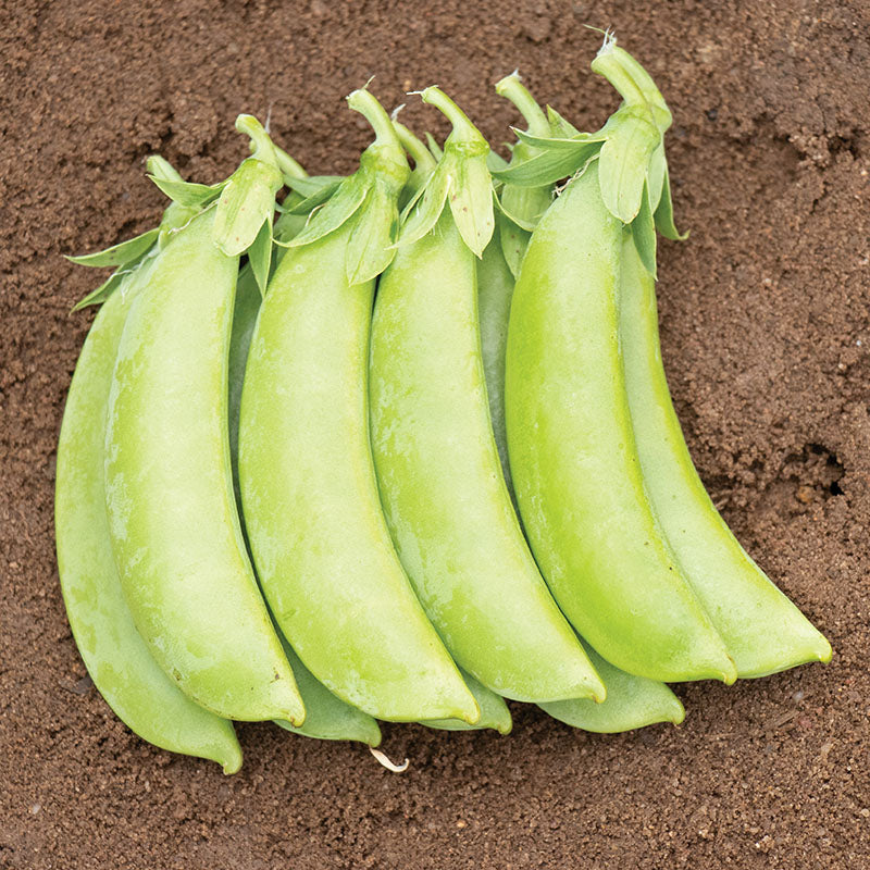 Pea Cascadia Seed – Harris Seeds