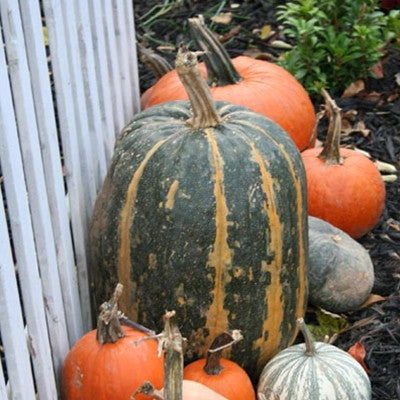 Pumpkin Tours Seed – Harris Seeds