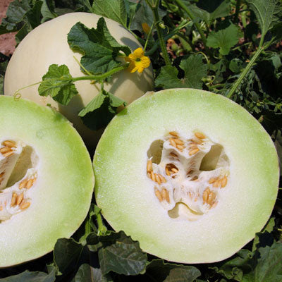 Melon Dream Dew F1 Seed – Harris Seeds