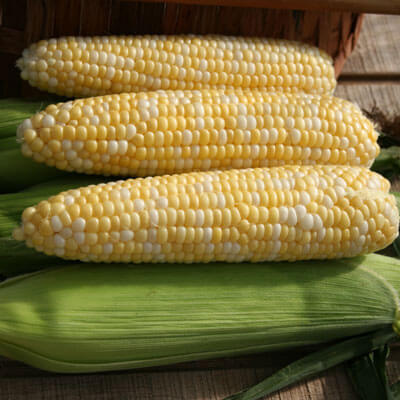 Sweet Corn Essence F1 Seed – Harris Seeds