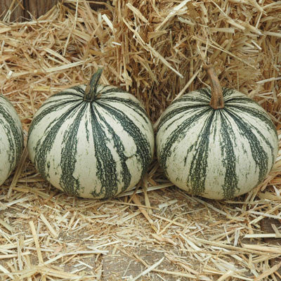 Squash Silver Edged Seed – Harris Seeds