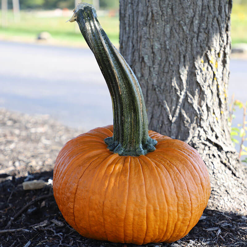 Pumpkin Thumpkin Seed – Harris Seeds