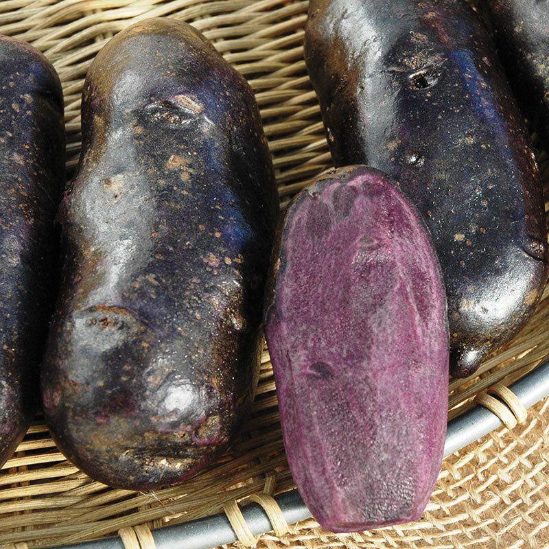 Potato Fingerling Magic Molly – Harris Seeds