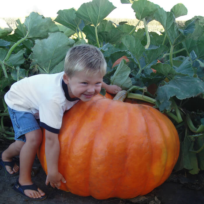 Pumpkin Big Moose Seed – Harris Seeds