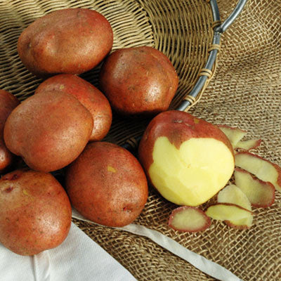 Potato Red Gold – Harris Seeds
