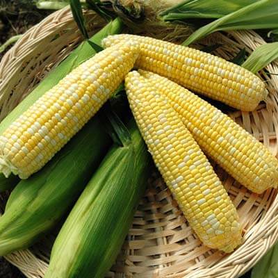 Sweet Corn Nirvana F1 Seed – Harris Seeds