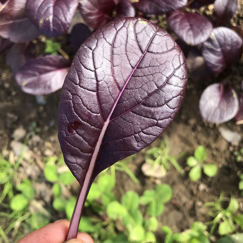 Pak Choi Purple BV950 Seed – Harris Seeds