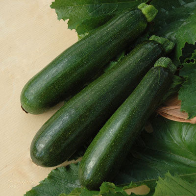 Squash Green Machine F1 Seed – Harris Seeds