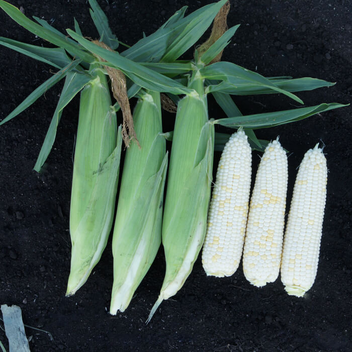 Sweet Corn XTH3380 F1 Seed – Harris Seeds
