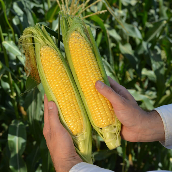 Sweet Corn Candice F1 Seed – Harris Seeds