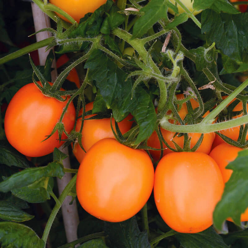 Tomato Sunrise Sauce F1 Seed – Harris Seeds