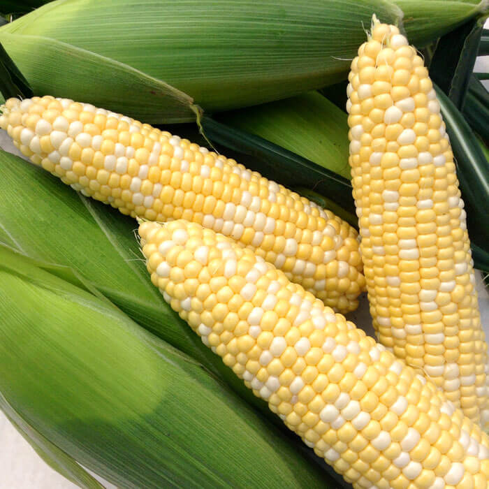 Sweet Corn Enchanted F1 Seed – Harris Seeds