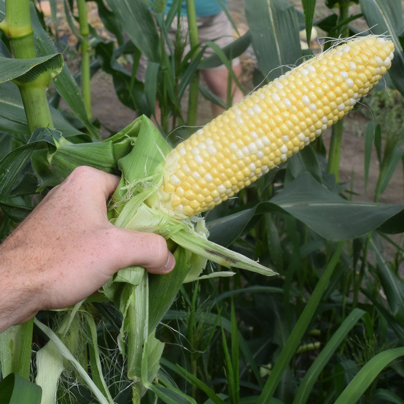 Sweet Corn Enchanted F1 Seed – Harris Seeds