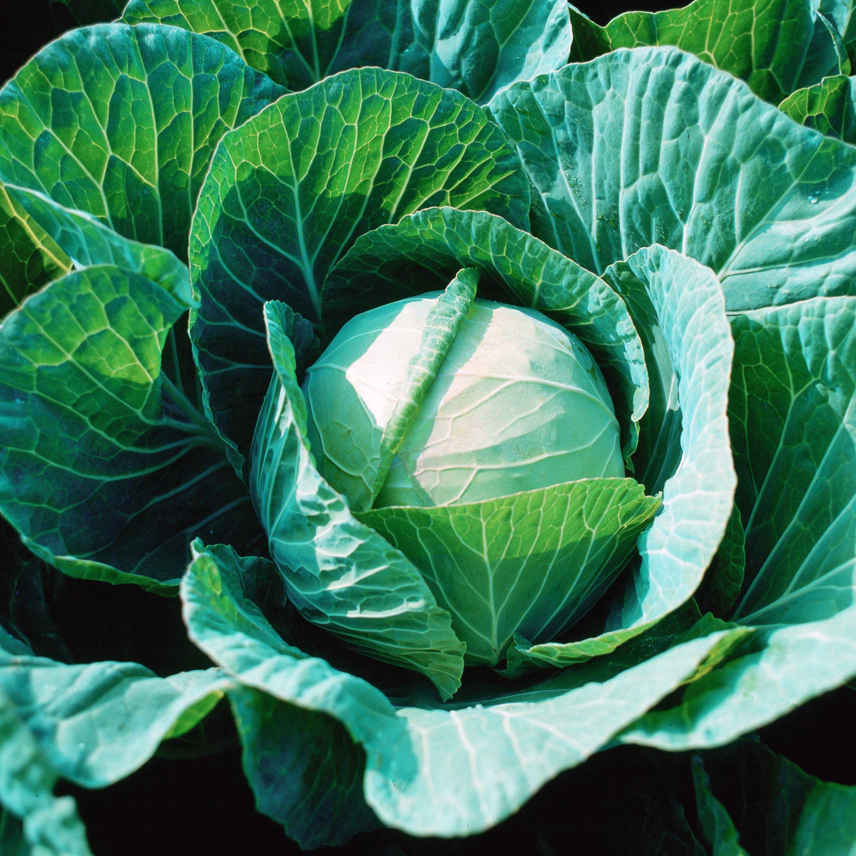 Cabbage Farao F1 Organic Seed – Harris Seeds