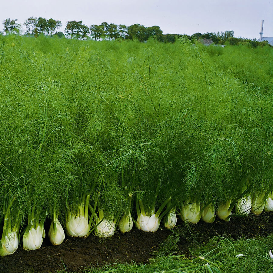 Fennel Orion F1 Organic Seed – Harris Seeds