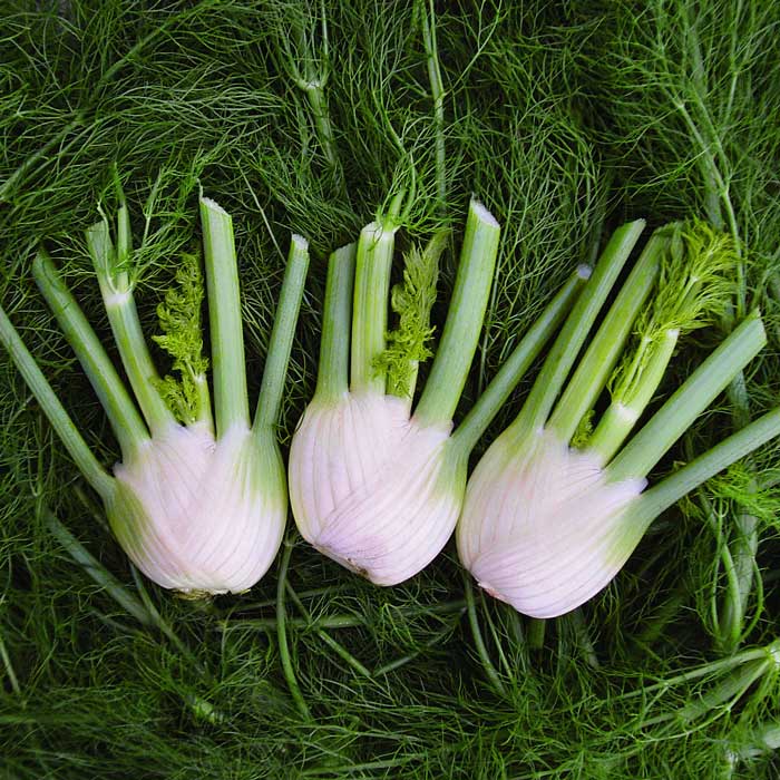 Fennel Orion F1 Organic Seed – Harris Seeds