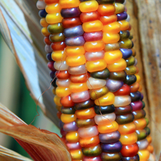 Ornamental Corn Glass Gem Organic Seed – Harris Seeds