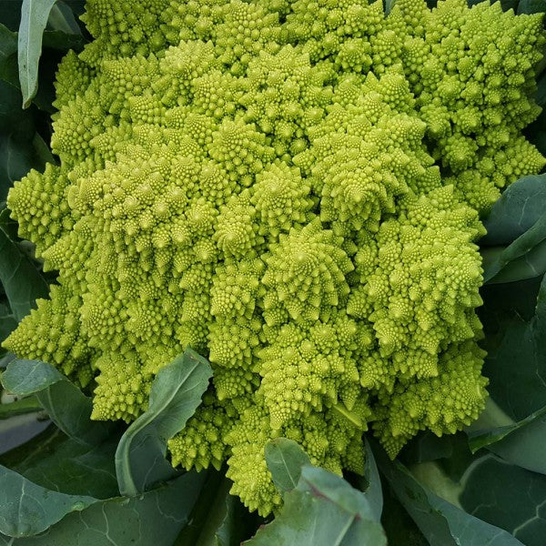 Cauliflower Veronica F1 Organic Seed – Harris Seeds
