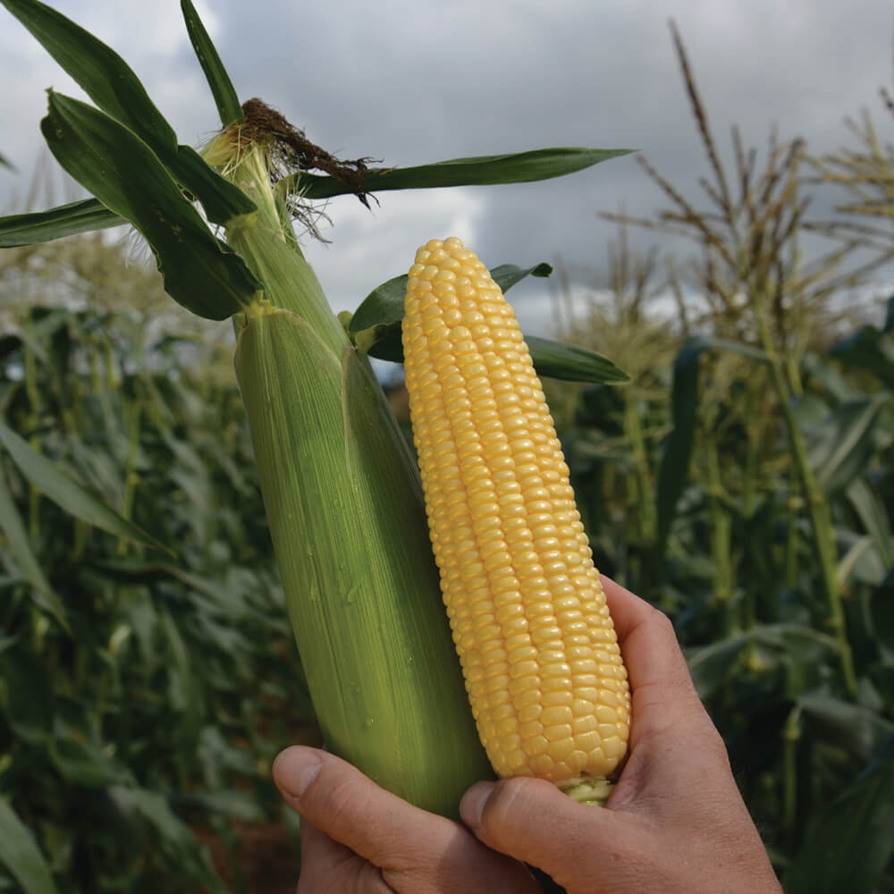 Sweet Corn Elle F1 Seed – Harris Seeds