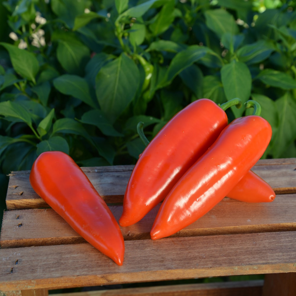Pepper Darling F1 Seed – Harris Seeds