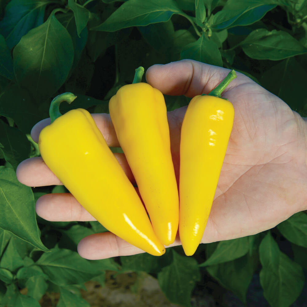 Pepper Sugar F1 Seed – Harris Seeds