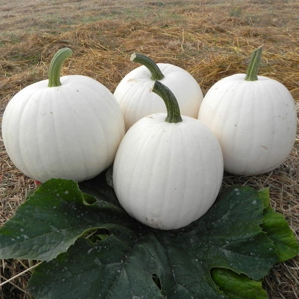 Pumpkin Moonshine F1 Seed – Harris Seeds