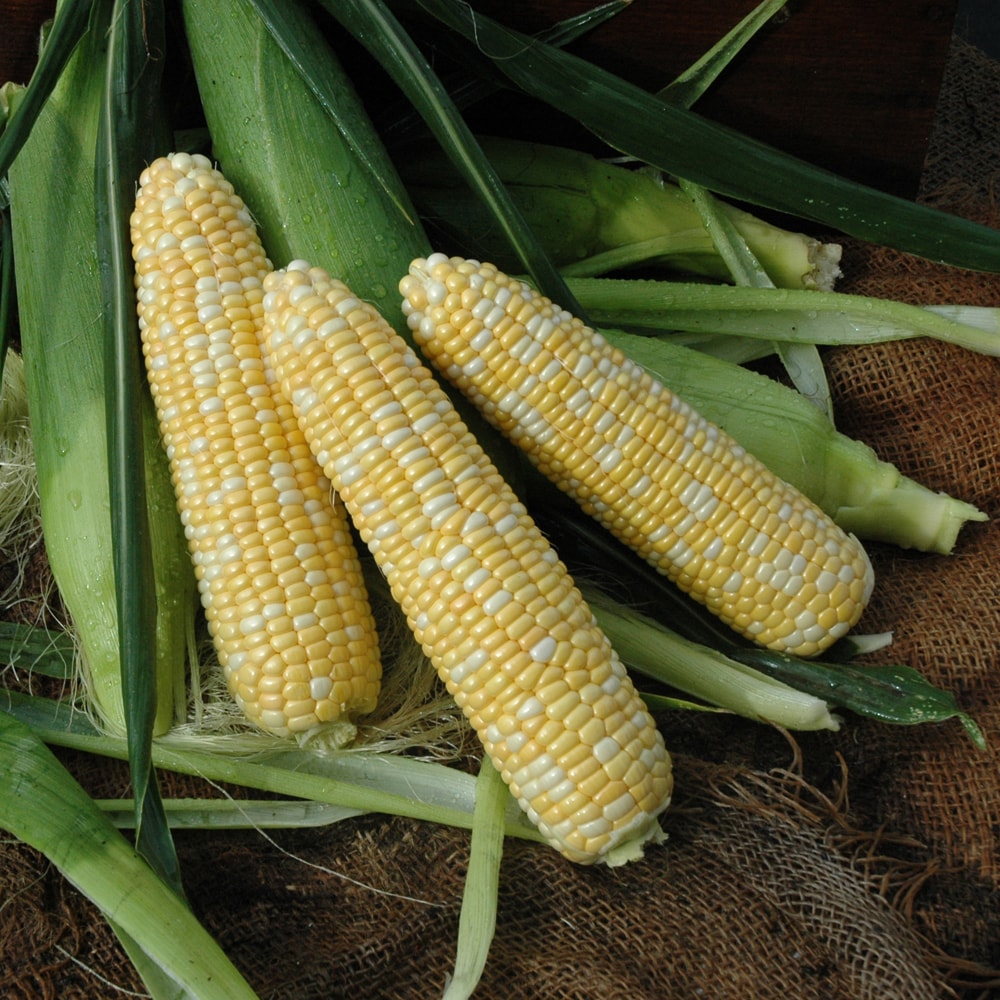 Sweet Corn Hero XR F1 Seed – Harris Seeds