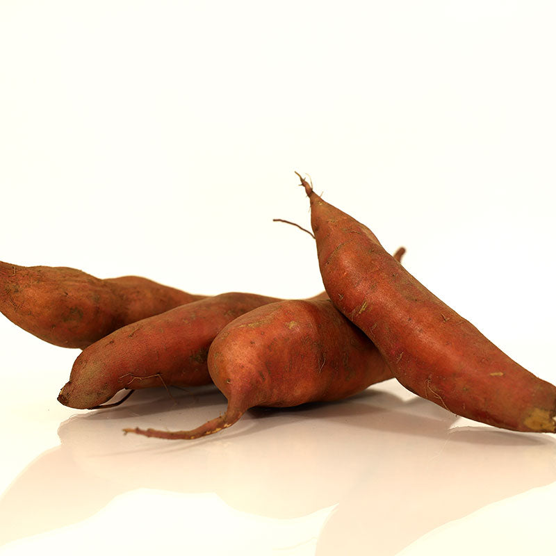 Sweet Potato Covington Live Plants – Harris Seeds