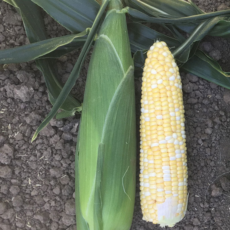 Sweet Corn Xtra-Tender™ Natural Sweet XR F1 Organic Seed – Harris Seeds