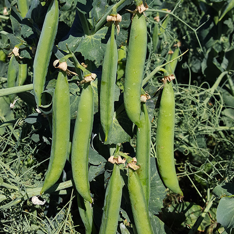 Pea PLS 595 Seed – Harris Seeds