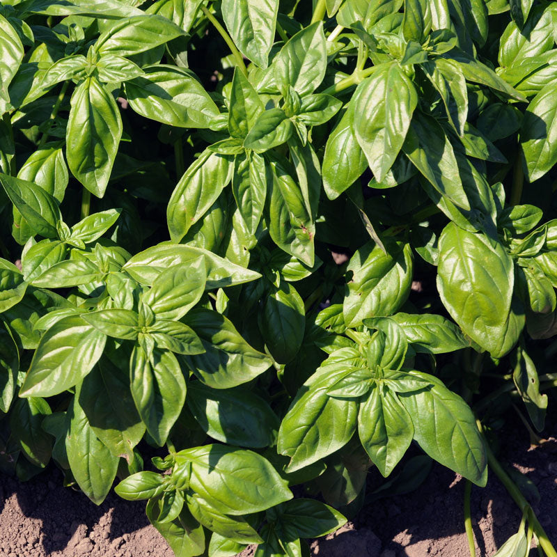 Basil Eleonora Organic Seed – Harris Seeds
