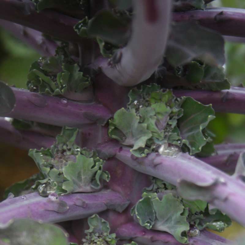 Kalette®Autumn Star F1 Seed – Harris Seeds